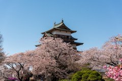 Sakura blooms at Takashima Castle Park - Rare Photos by Viki Pandit